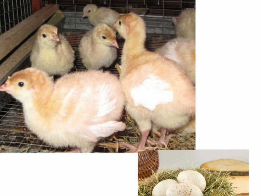 Индюшиное яйцо, индюшата