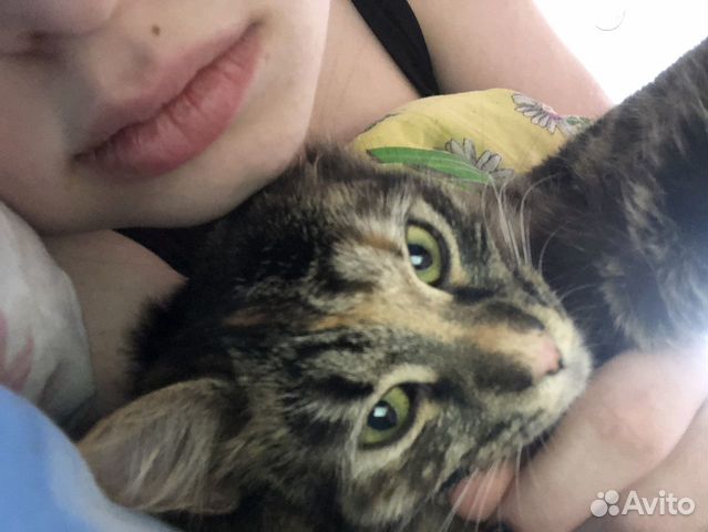 Тигра ищет любящую семью