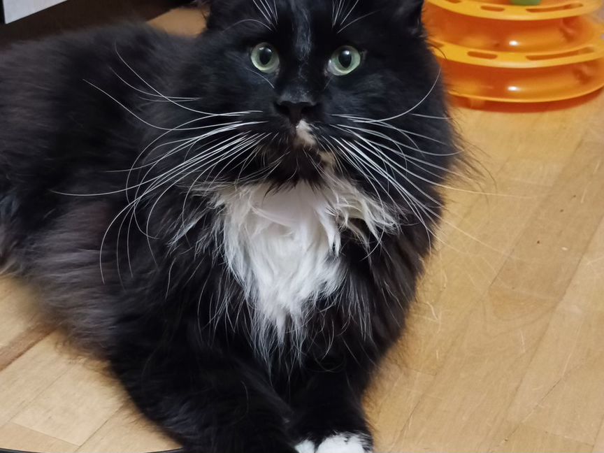 Мейн-кун вязка