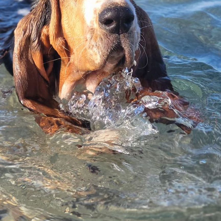 Щенок бассета сука