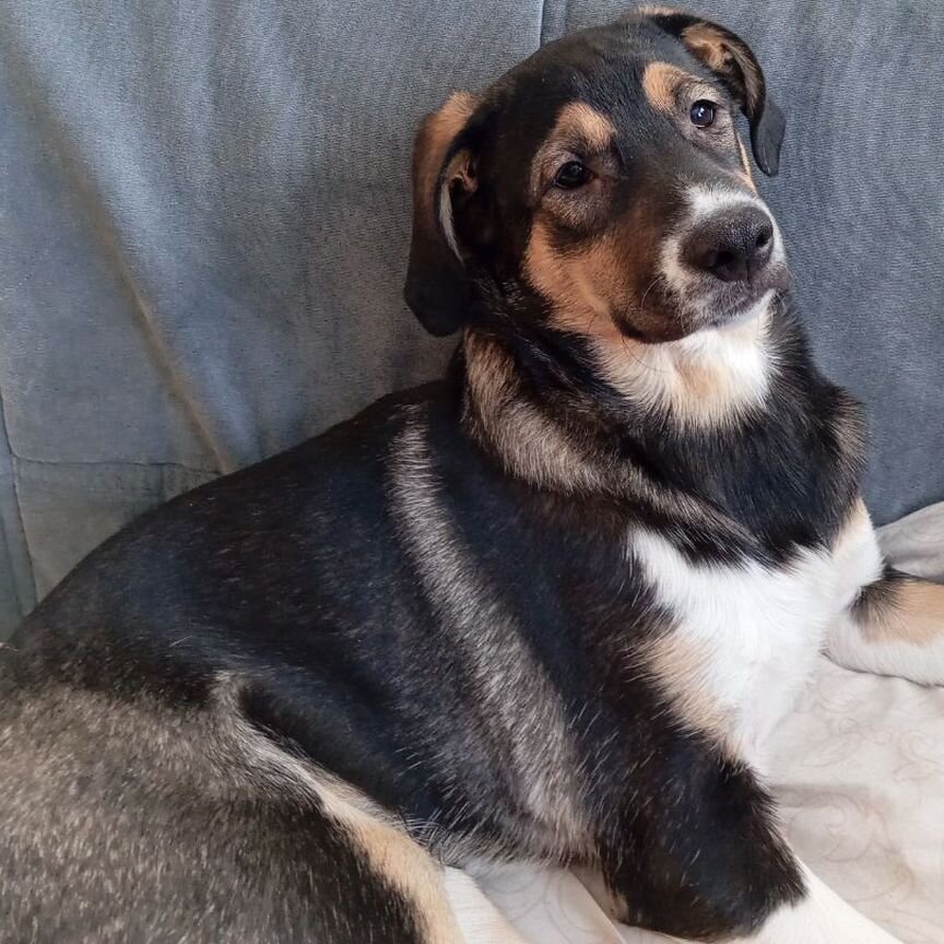 Лабрадор-ретривер, щенок