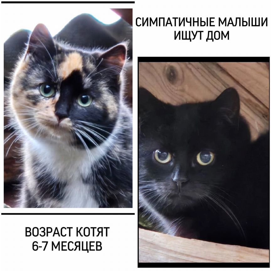 Котята 6-7 месяцев