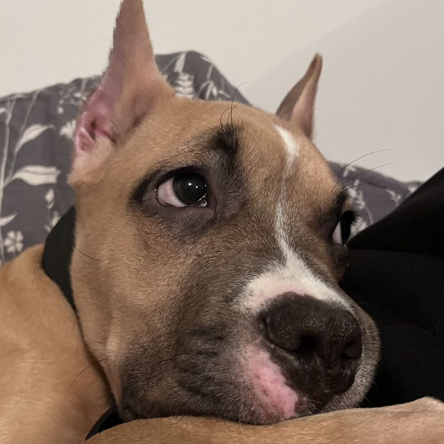 Американский стаффордширский терьер, щенок