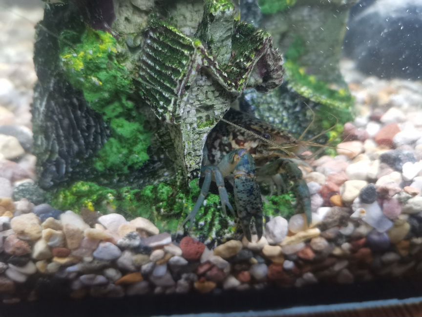 Аквариум с мраморным раком (Всё включено)