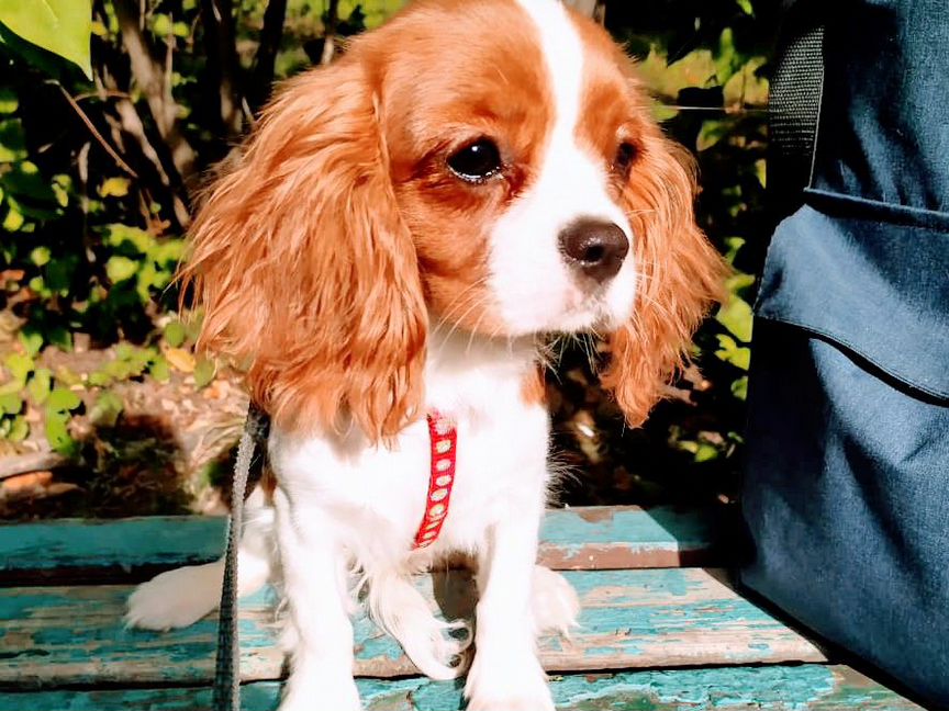 Малышки Кавалер Кинг Чарльз спаниели