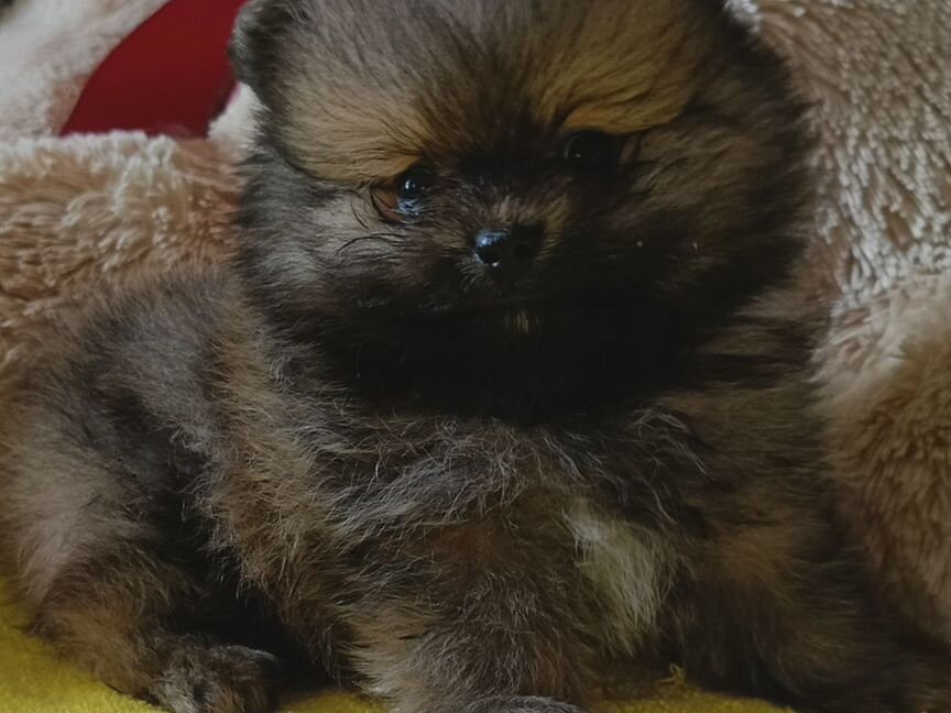 Мимимишки
