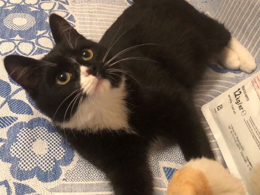 Кошечка в дар