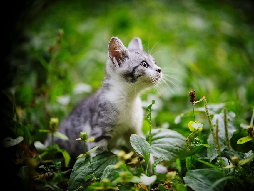 Малыш Тим в добрый руки