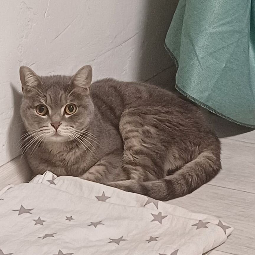 Взрослый кот в добрые руки