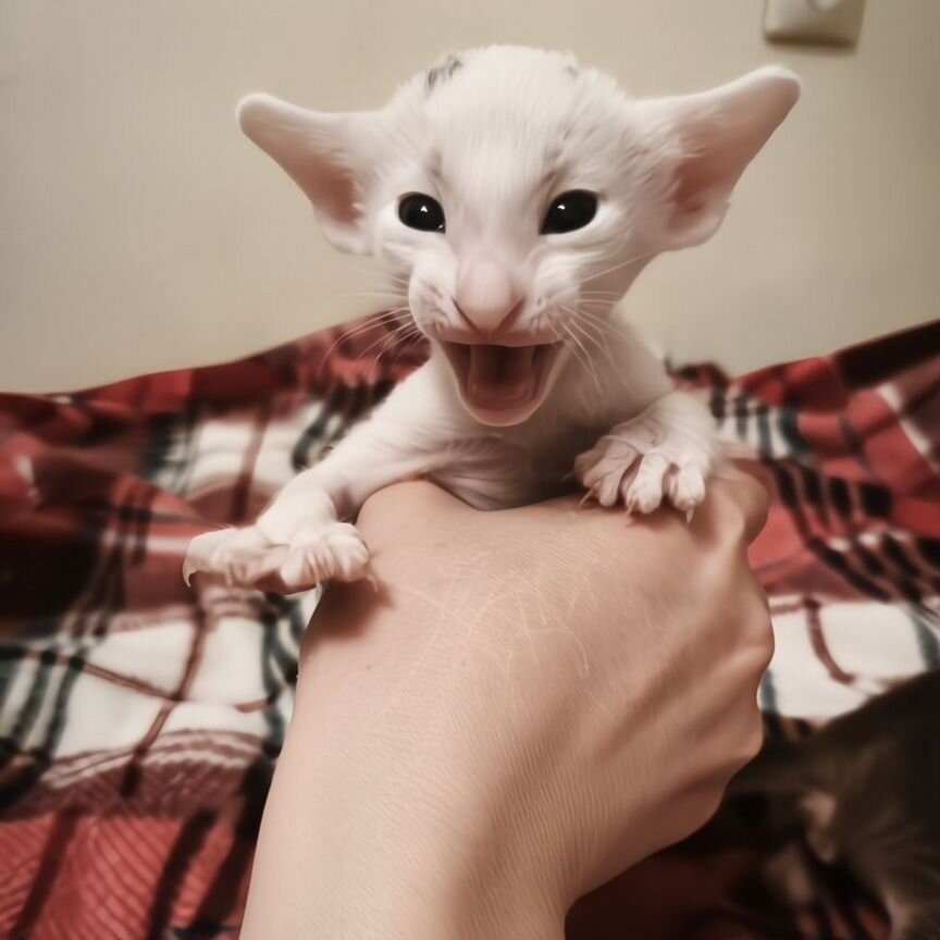 Ориентальный котёнок