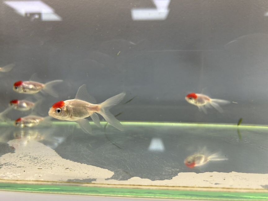 Золотая рыбка оранда красная шапочка