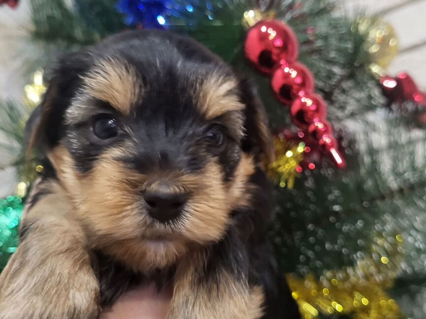 Йоркширский терьер