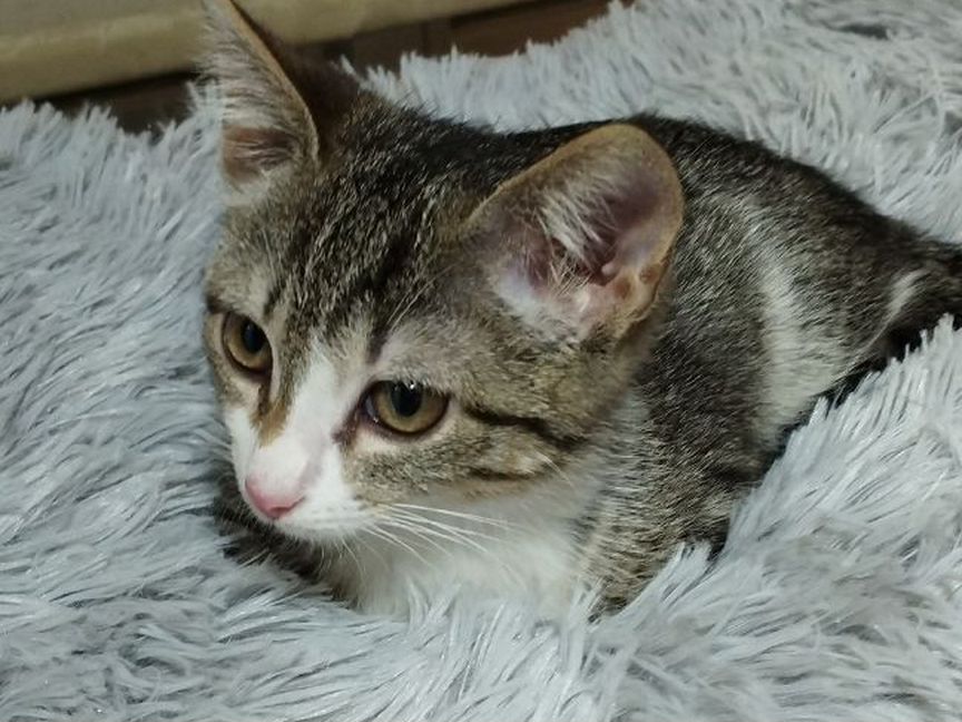 Котенок Тима, 3-4 мес