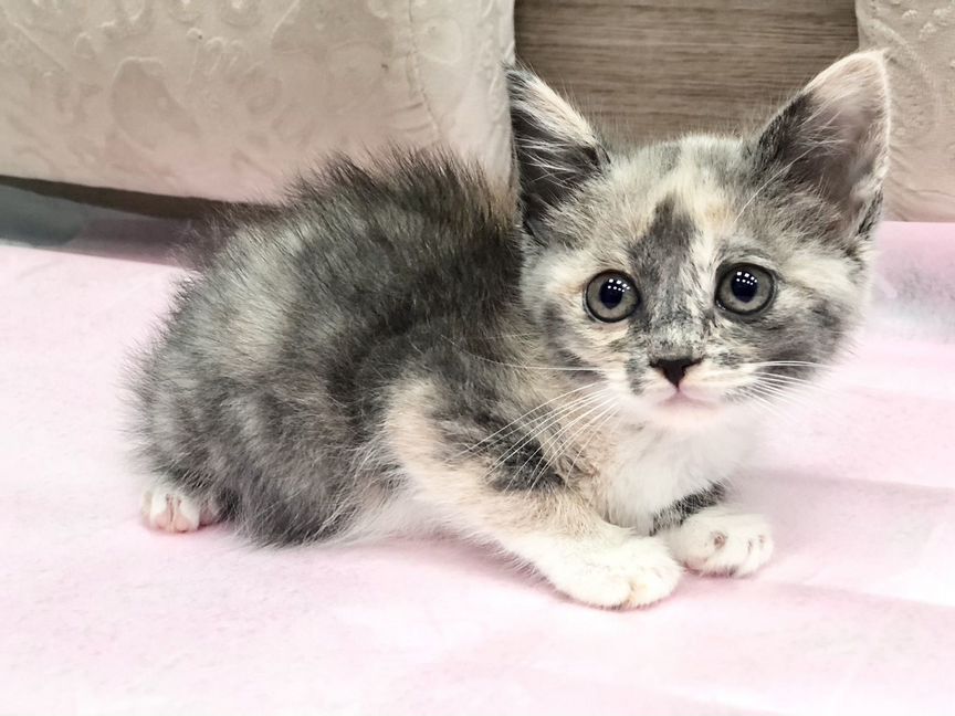 Котенок Миля в добрые руки