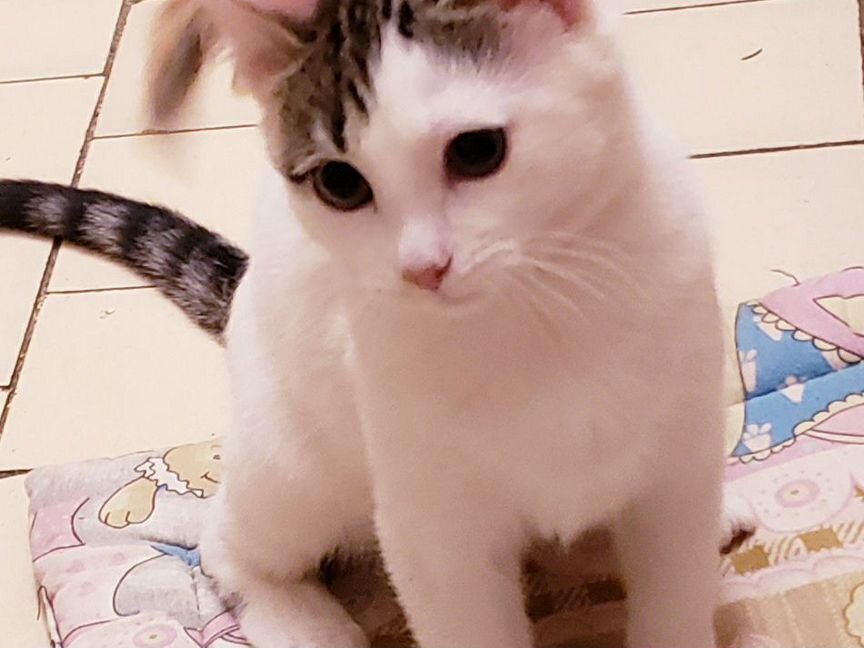 Котенок девочка в добрые руки