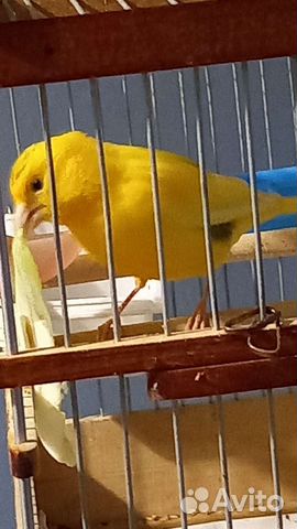 Кенары певчий