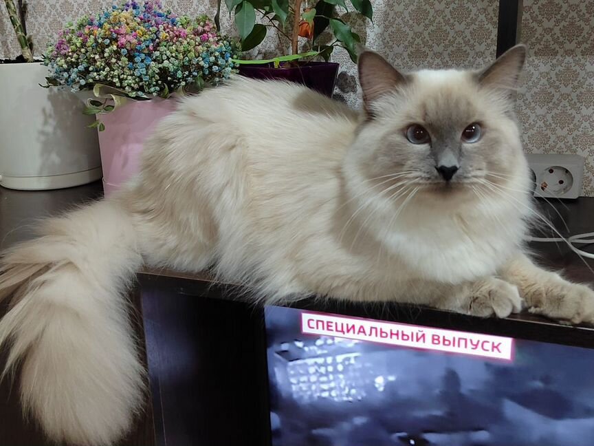 Невский маскарадный кот вязка