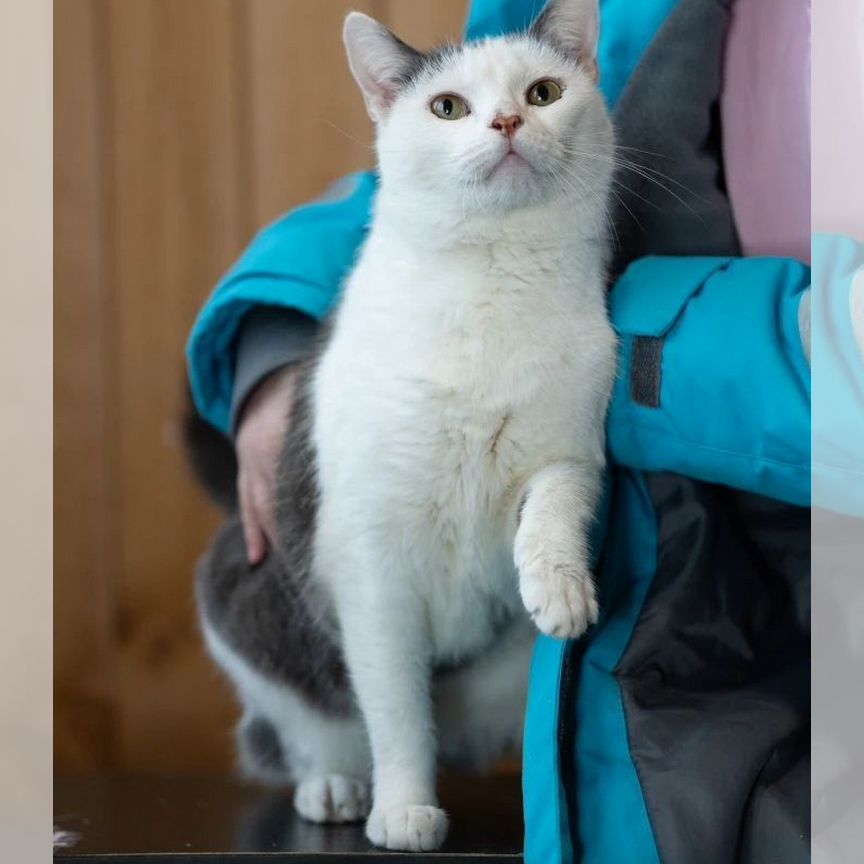 Взрослая, кошка в добрые руки