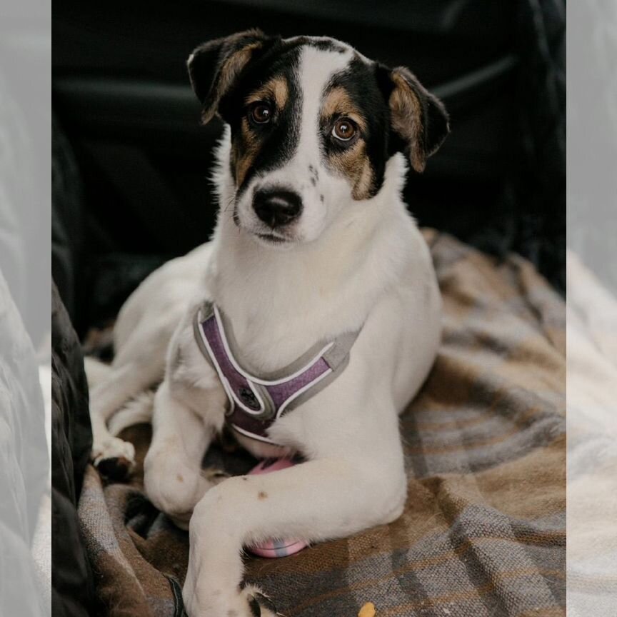 Собака в добрые руки