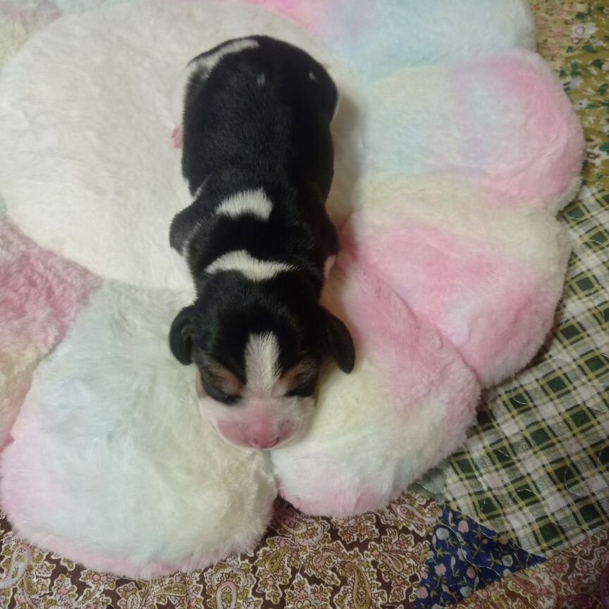 Щенки бигль