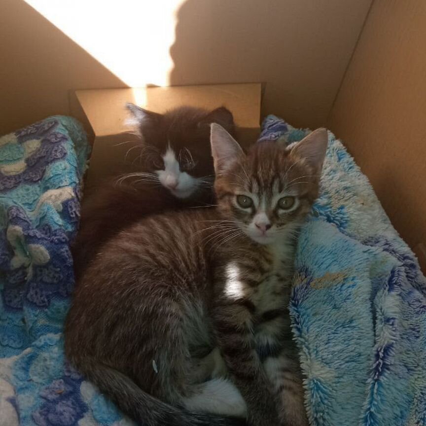 Котята в добрые руки даром