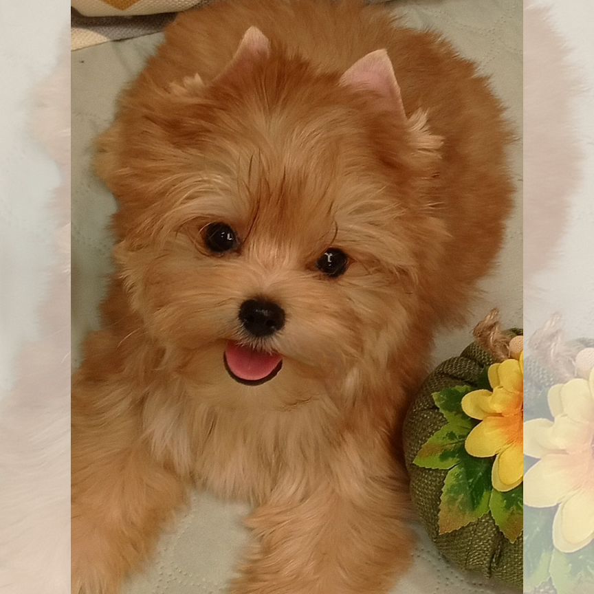 Бивер-йоркширский терьер, щенок