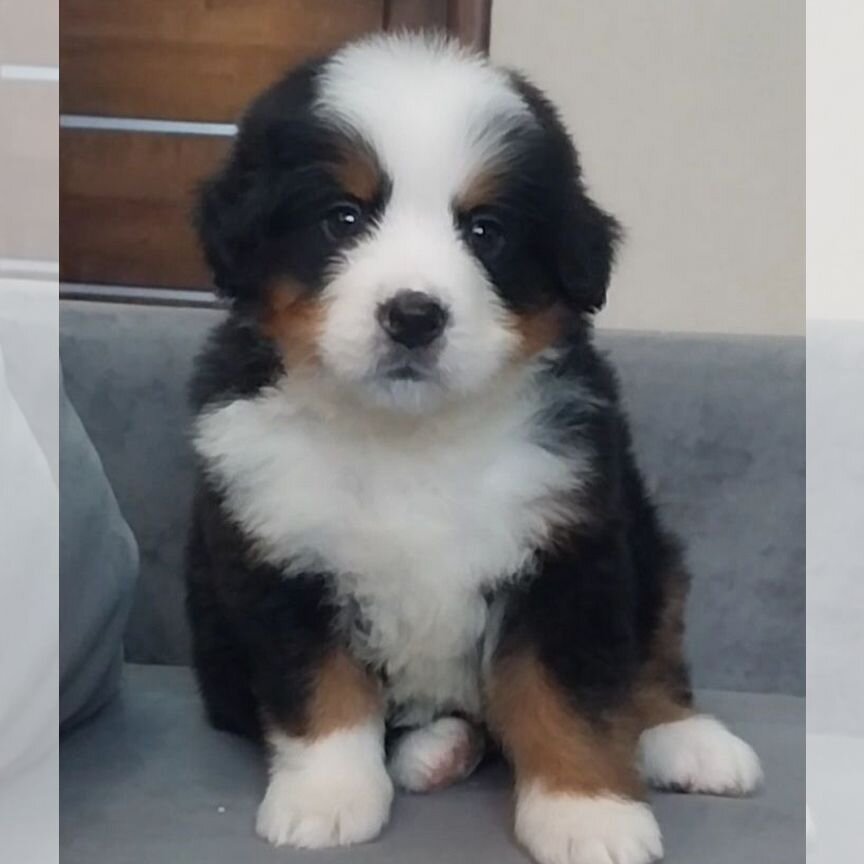 Бернский зенненхунд, щенок