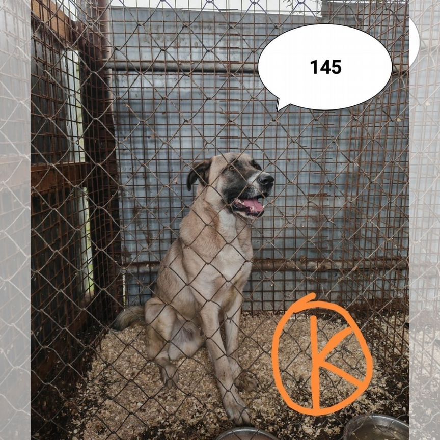 Взрослый пёс в добрые руки