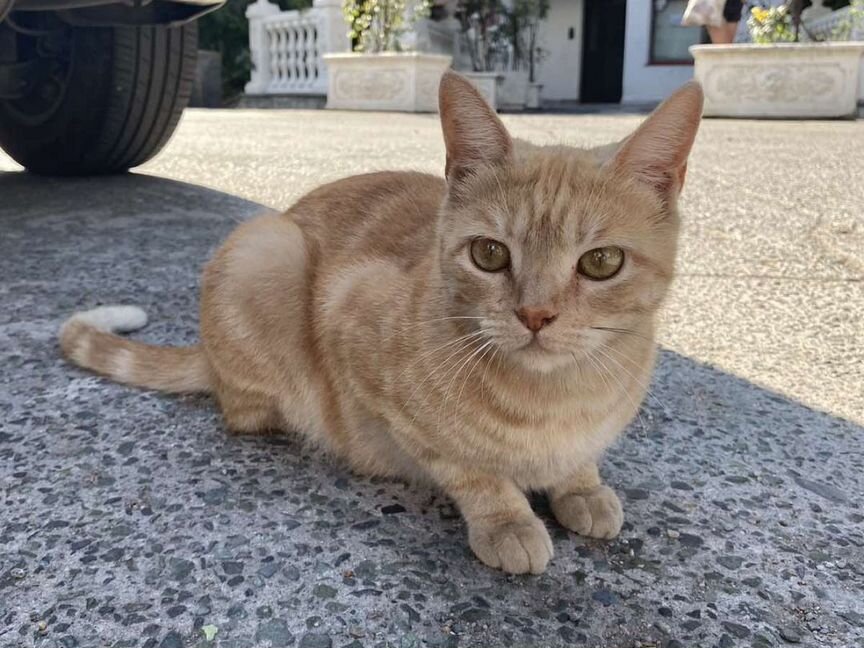 Кошка