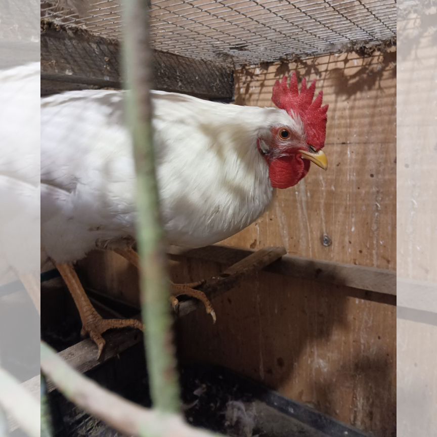 Петухи леггорн белые