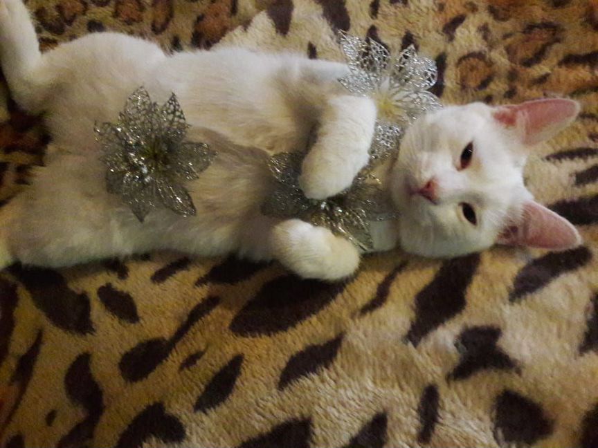 Котик отдам в хорошие руки