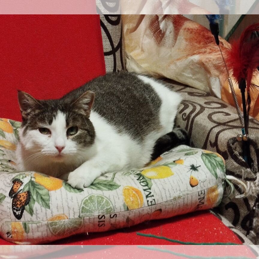 Взрослая, кошка в добрые руки