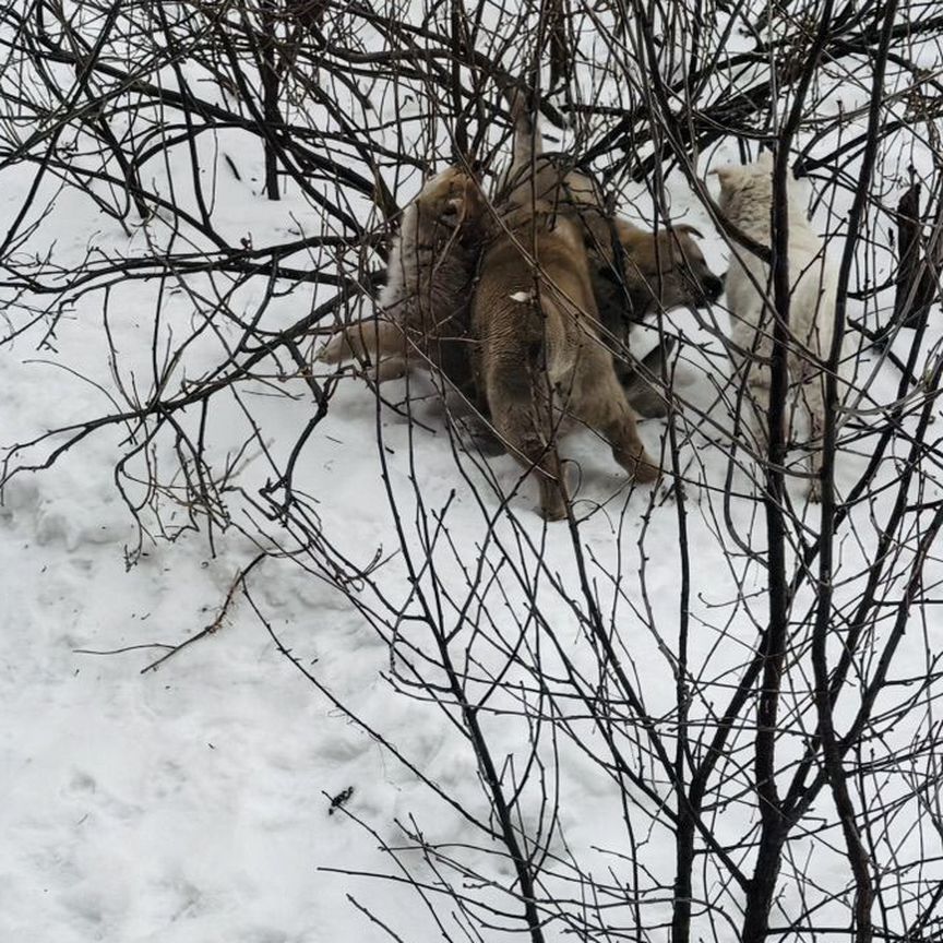 Шенки лайки