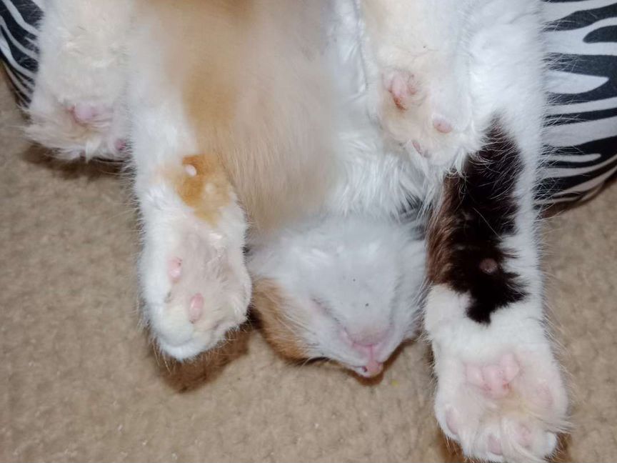 Кошка