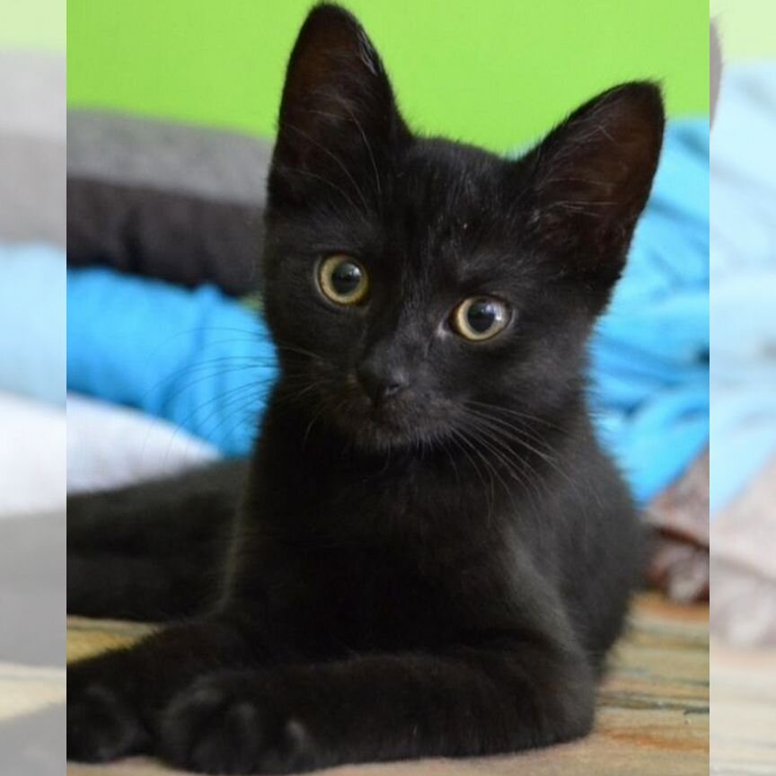 Котенок в добрые руки