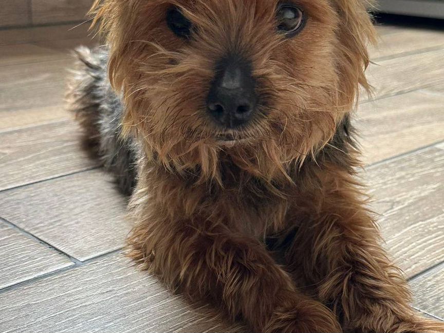 Йоркширский терьер в добрые руки