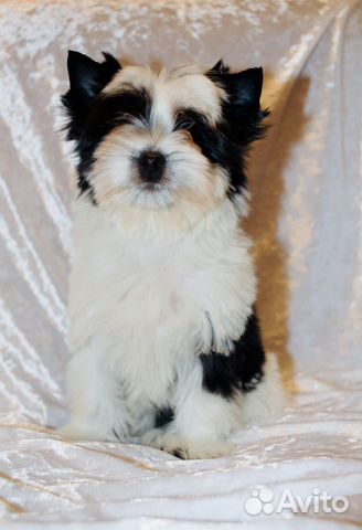 Шоколадный йорк, бивер, цветной, биро