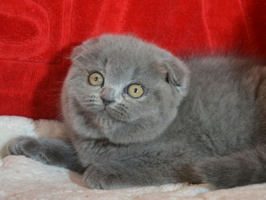 Классика голубая