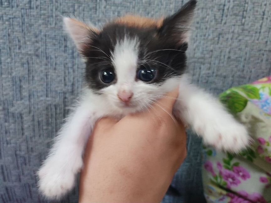 Кошка в дар бесплатно