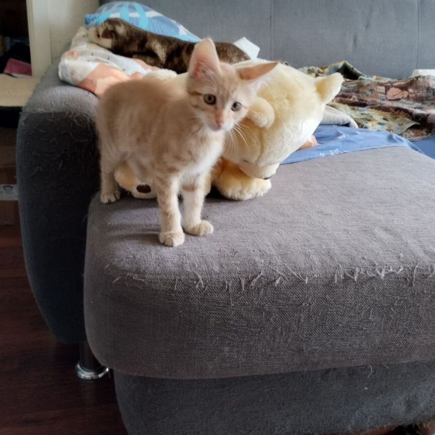 Котёнок в добрые руки