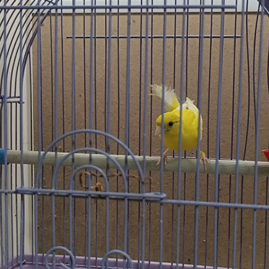 Кенара и канарейки овсяночного напева