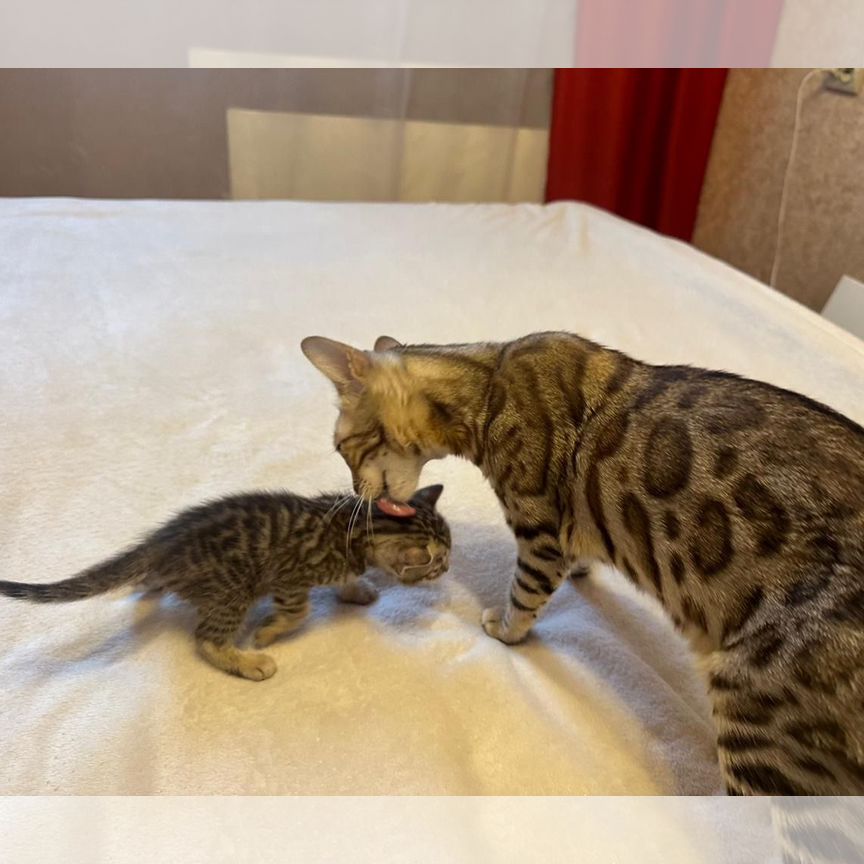 Бенгальские котята ф1