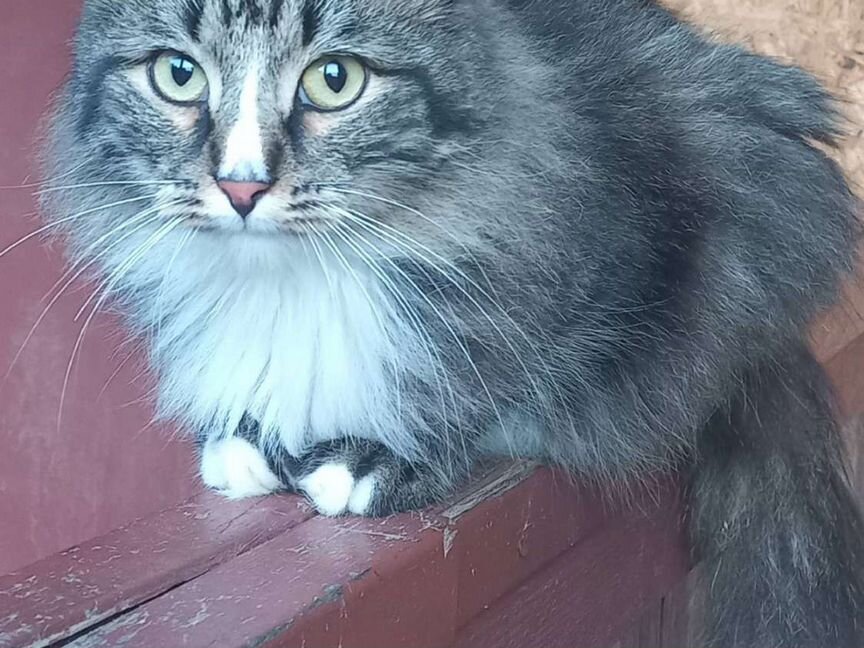 Выброшенный, из машины, кот ищет добрые руки