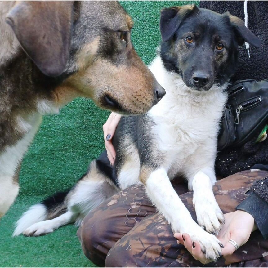 Взрослая собака в добрые руки