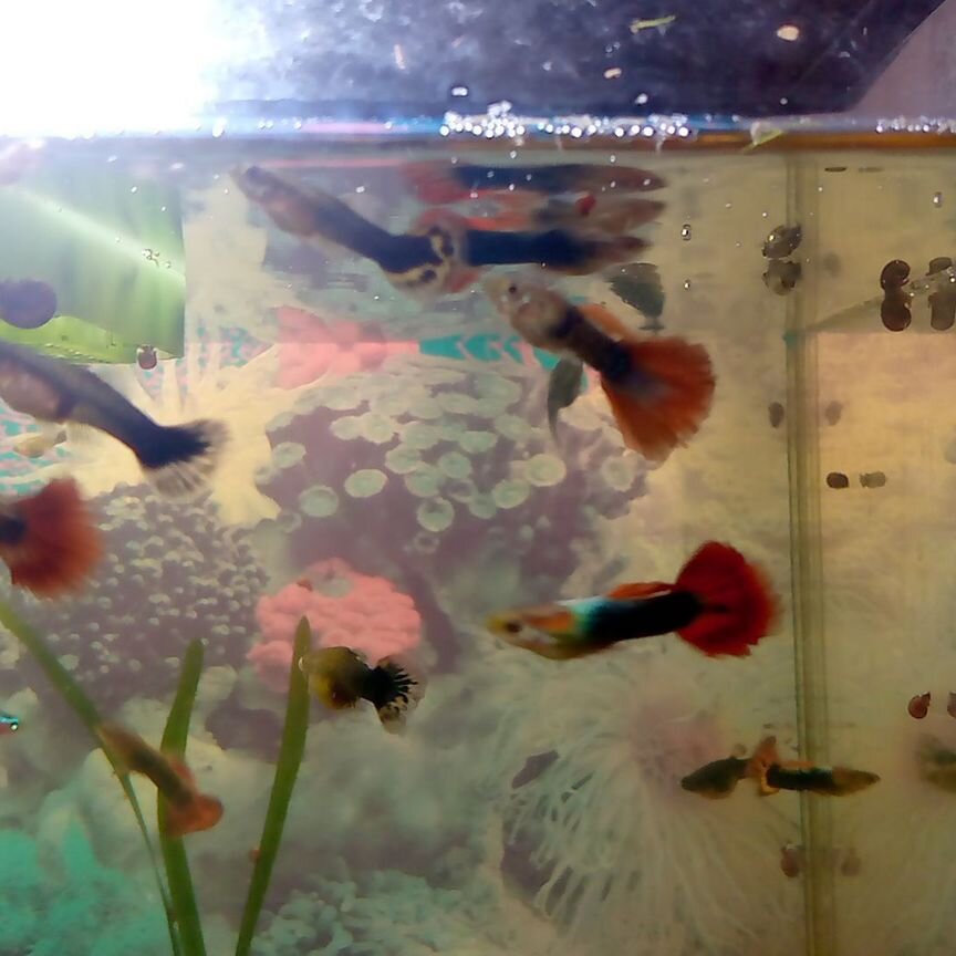 Аквариумные рыбки гуппи