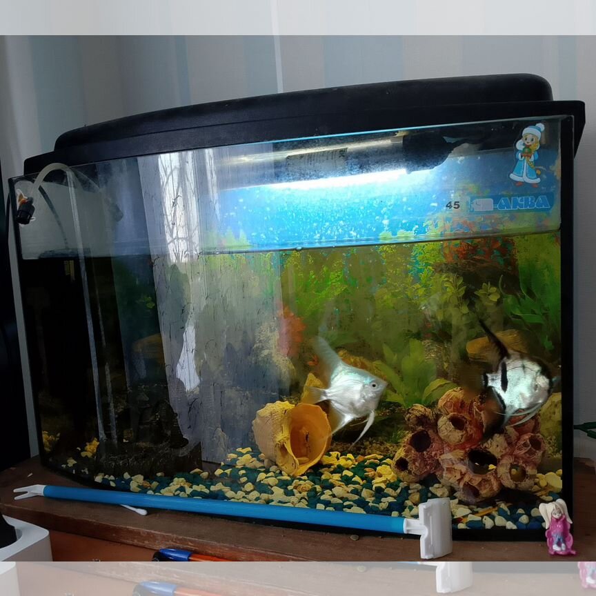 Аквариум с рыбками