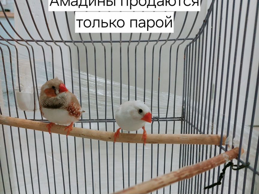 Пара амадин, клетка и аксессуары отдельно