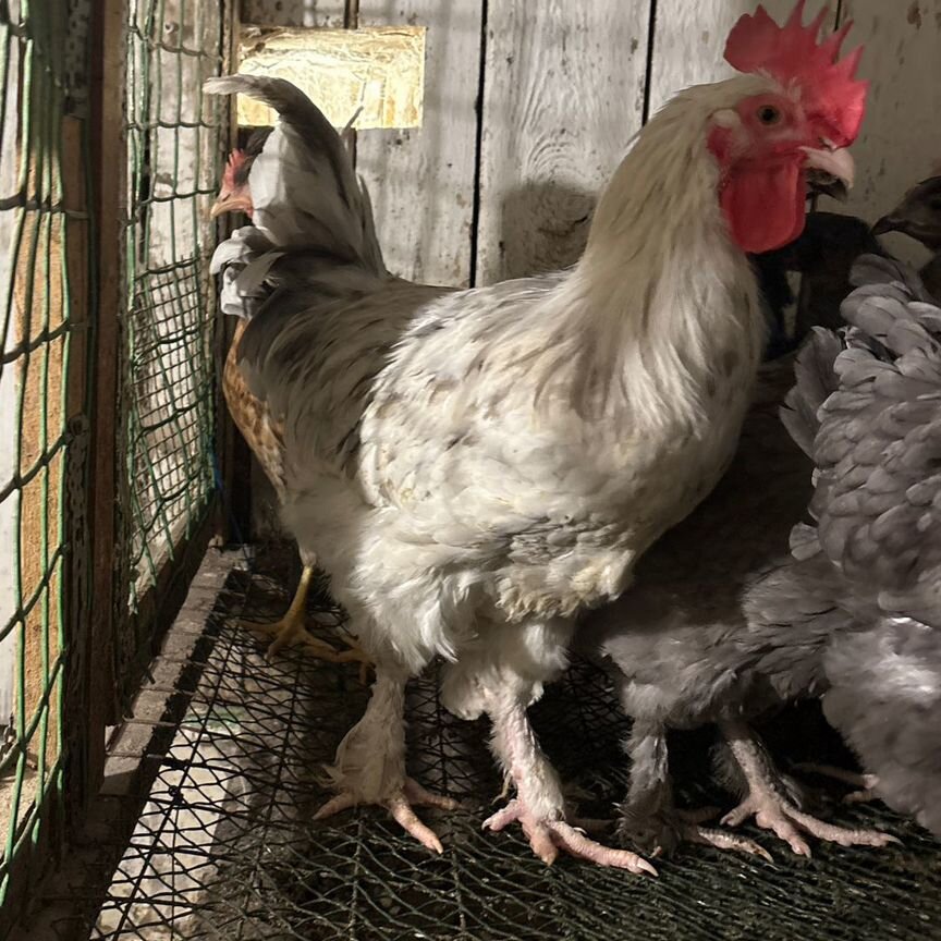 Молодые петушки мараны