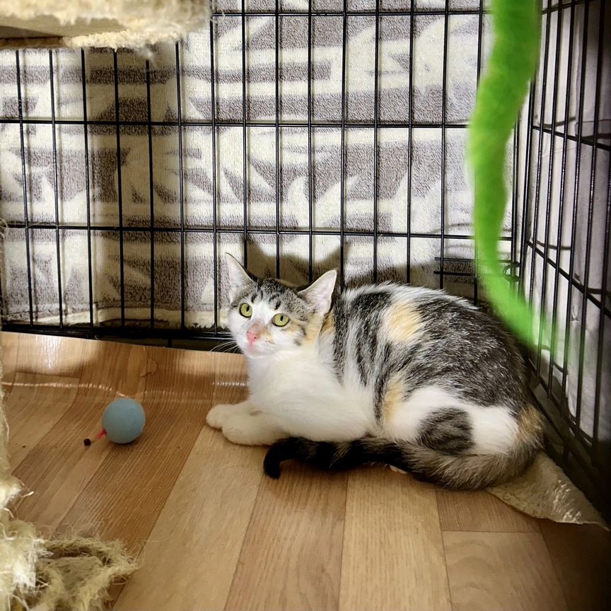 Плачет детка в клетке