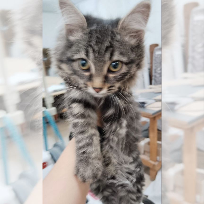 Кошечка, похожа на мейкуна